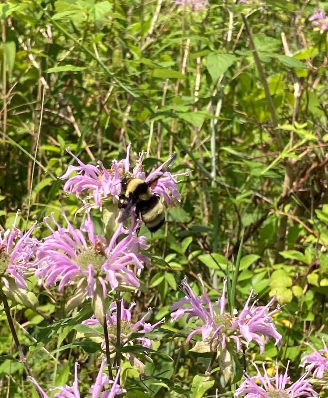 Research Paper Details | Quantitative Ecology and Spatial Technologies ...